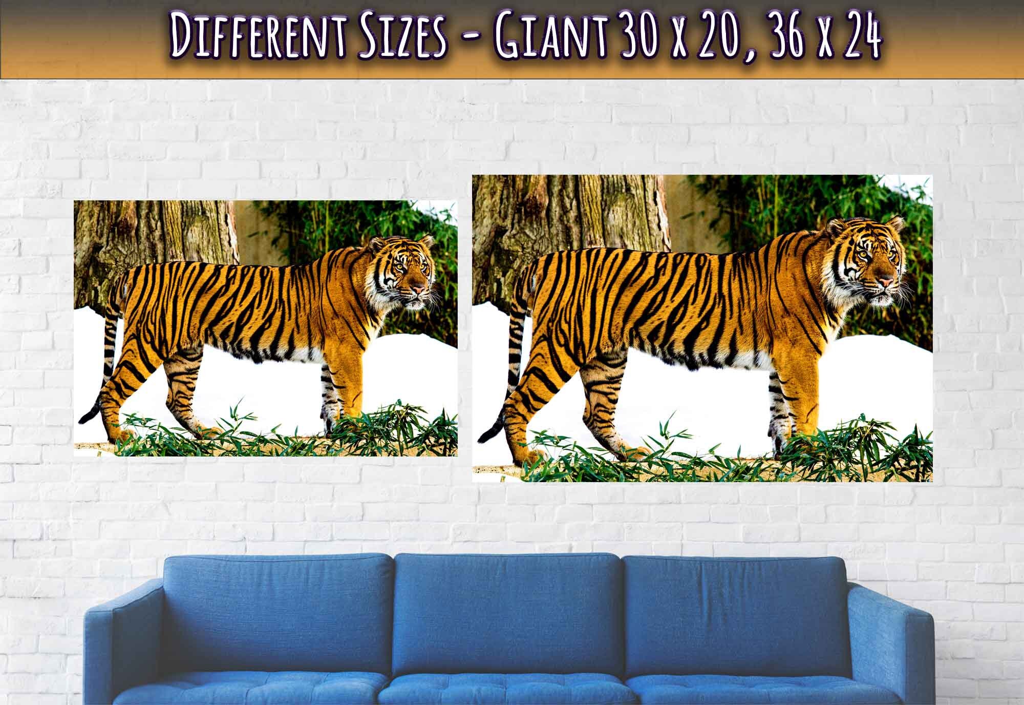 Tiger Poster Sumatran Tiger Smithsonian National Zoo 2009 UK - Etsy