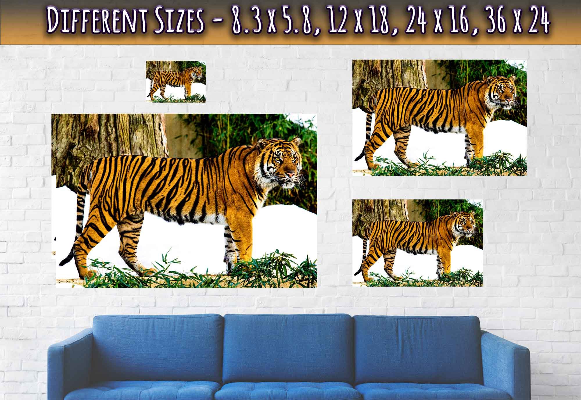 Tiger Poster Sumatran Tiger Smithsonian National Zoo 2009 UK - Etsy