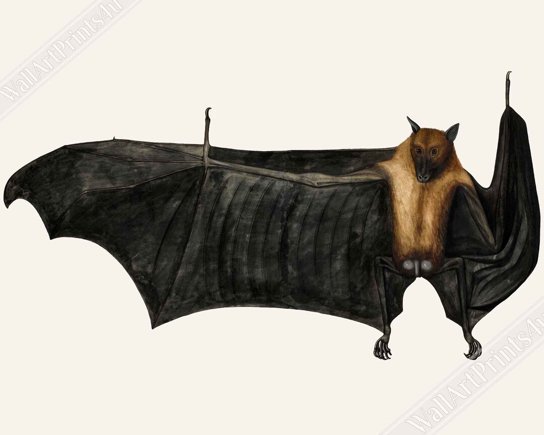 Fruit Bat Poster, Vintage Indian Fruit Bat Art - Vintage Fruit Bat ...