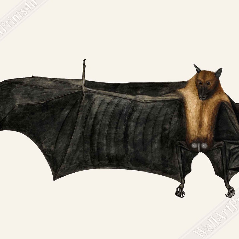 Bat Poster - Etsy