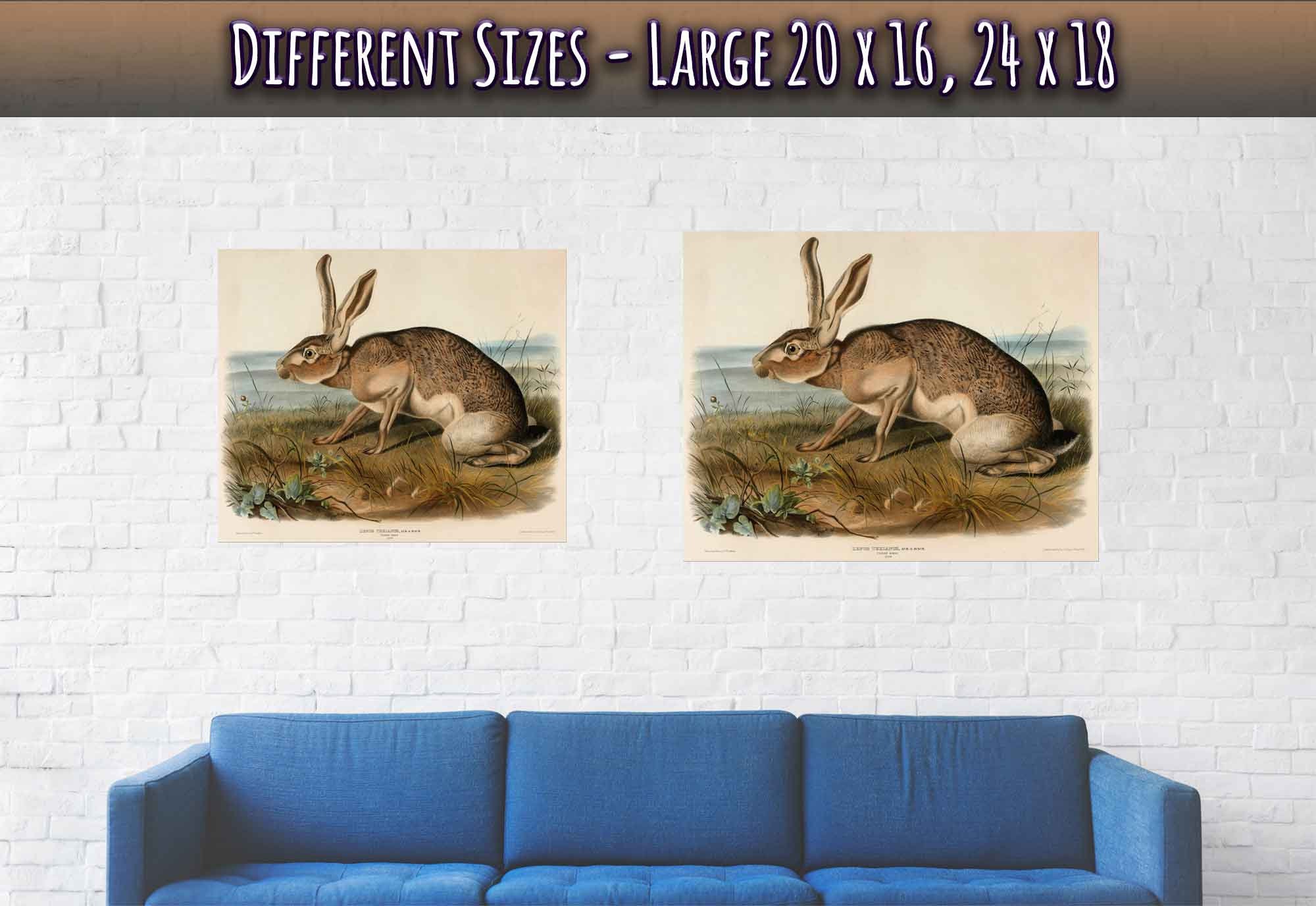 Vintage Hare Poster John Audubon Vintage Texian Hare Art | Etsy