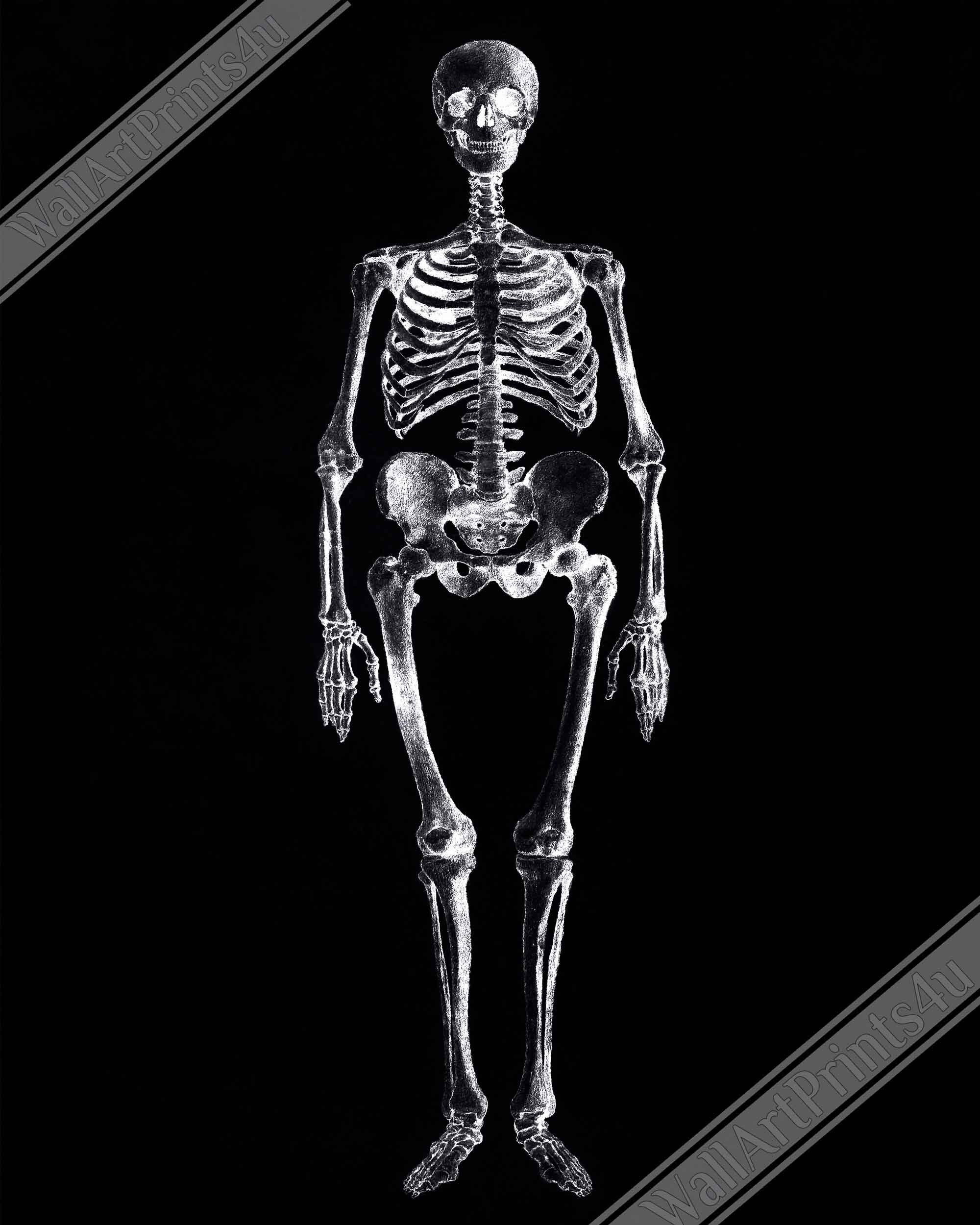 Turkey Skeleton Anatomy