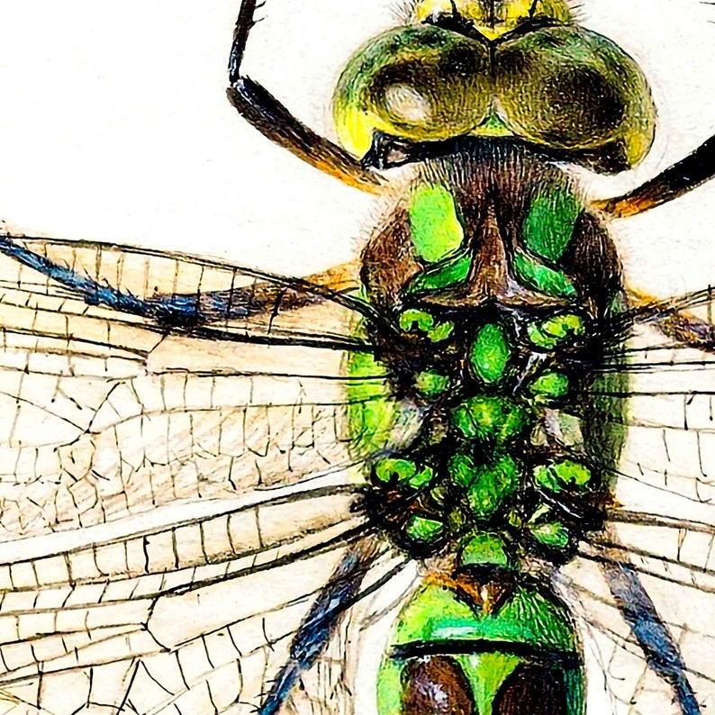 Dragonfly Poster Giant Dragonfly Print Vintage Dragonfly - Etsy