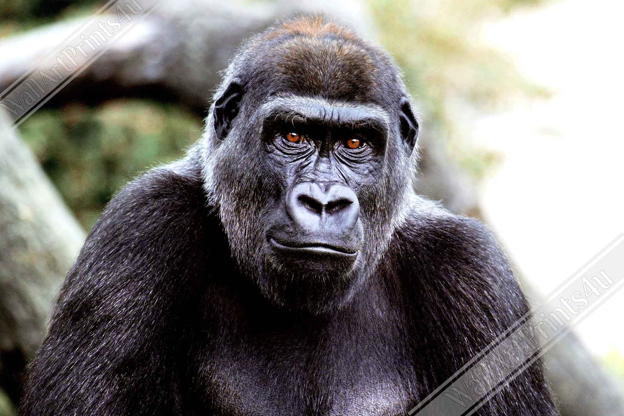 Gorilla Munch Face