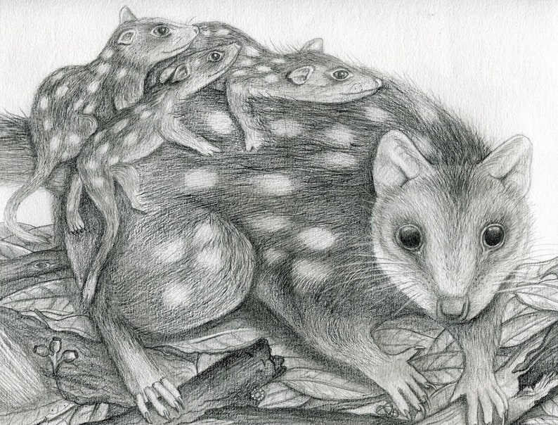 Graphite Pencil Drawing A4 Art Print Mother Quoll With Babies - Etsy ...