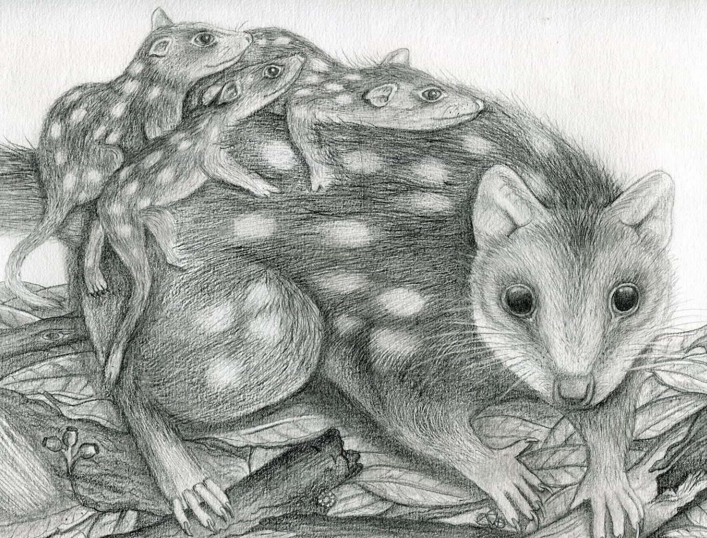 Graphite Pencil Drawing A4 Art Print Mother Quoll With Babies - Etsy ...