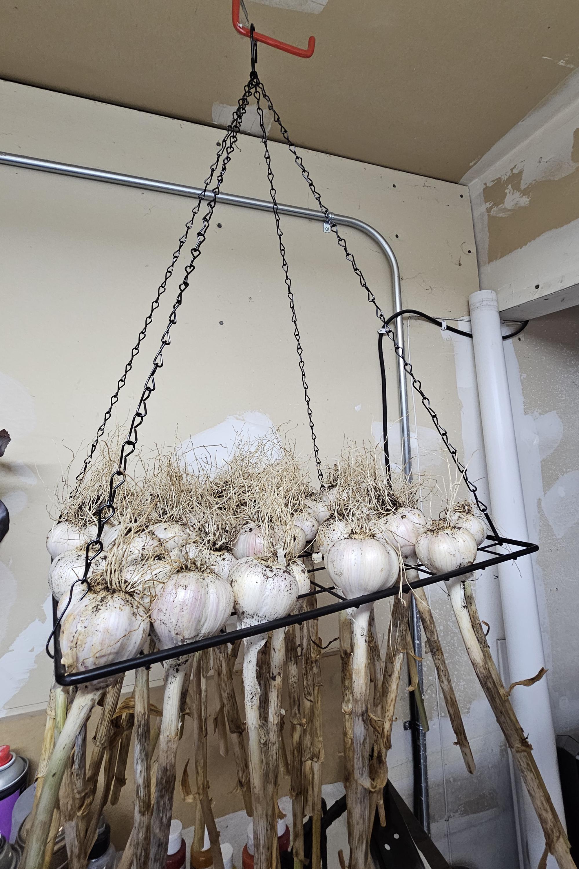 Hanging Garlic Drying Rack. - Etsy
