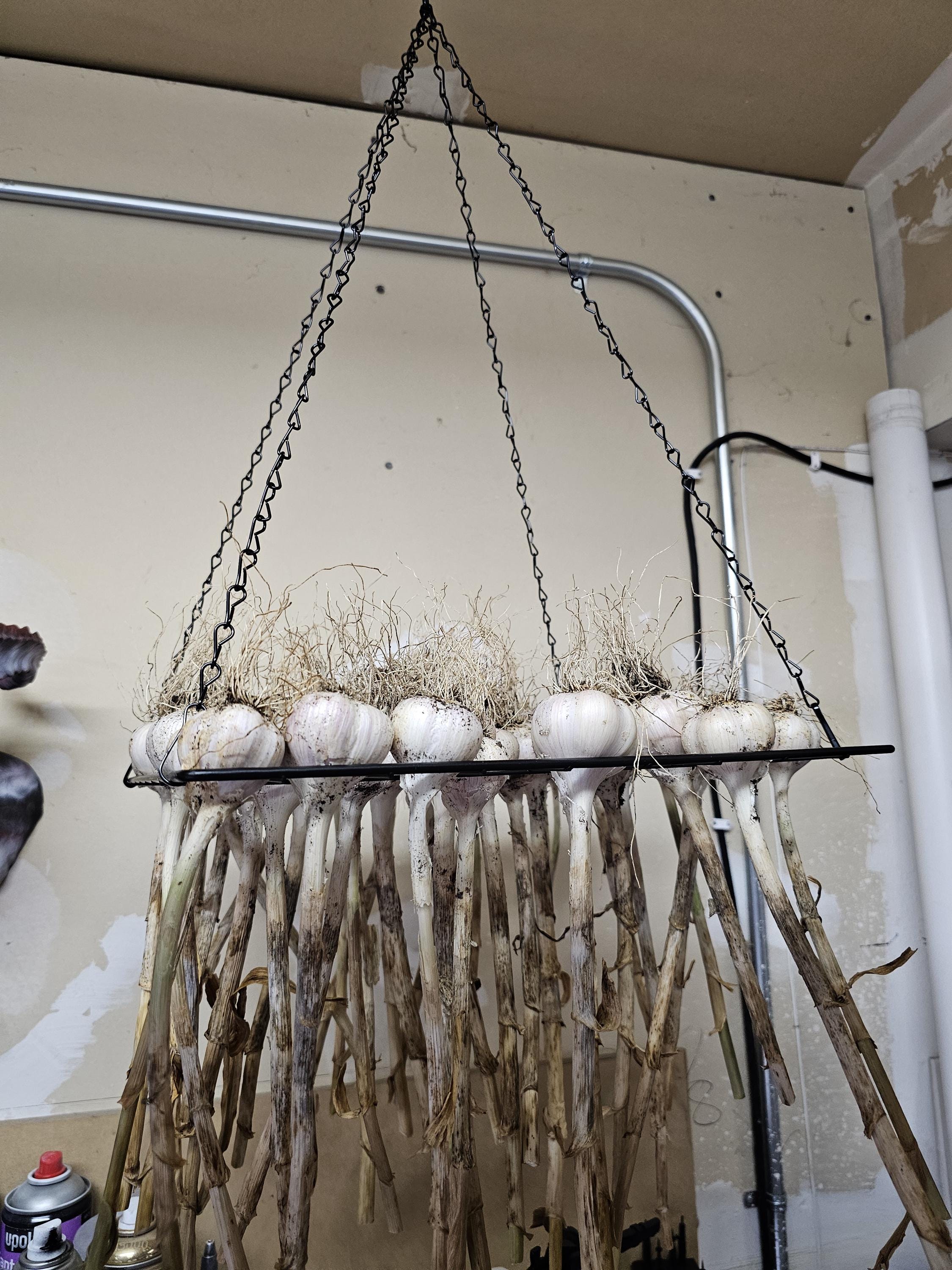 Hanging Garlic Drying Rack. - Etsy