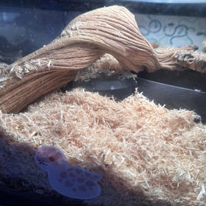 Dome Snake Hide With Tube Opening - Etsy