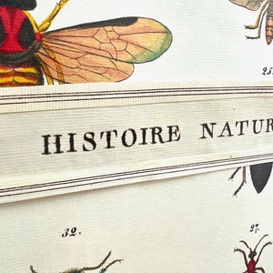 Insect Nursery Wall Art, Bug Baby Room Decor, Vintage Bug Print, Nature ...