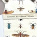 Insect Nursery Wall Art Bug Baby Room Decor Vintage Bug - Etsy