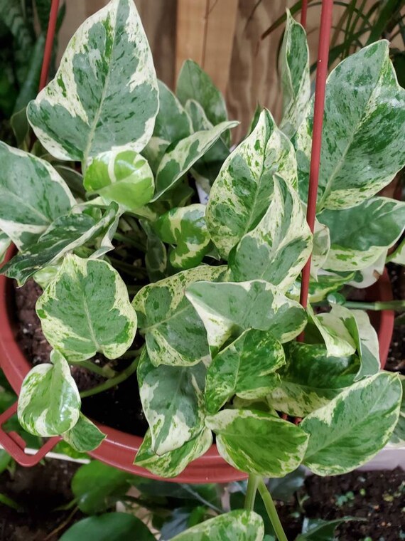 Pearls and Jade Pothos Cuttings | Etsy