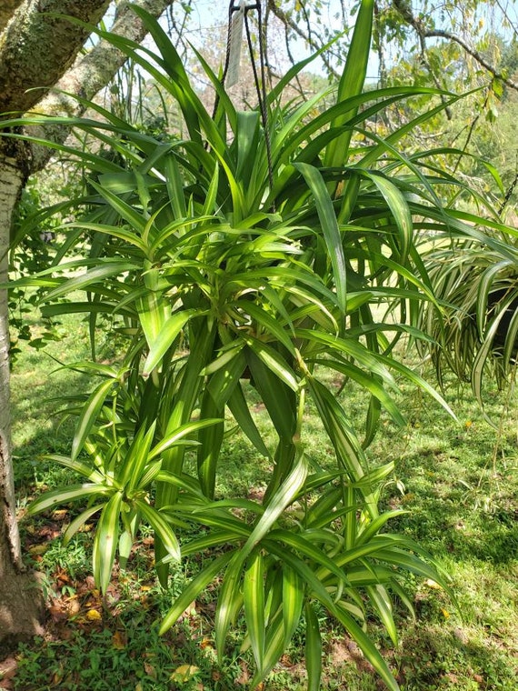 Hawaiian Spider Plant Baby - Etsy