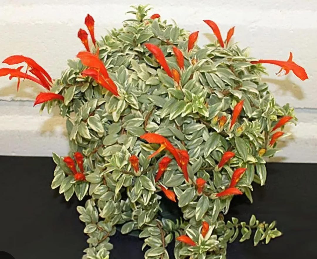Variegated Columnea Prince Goldfish Cutting - Etsy