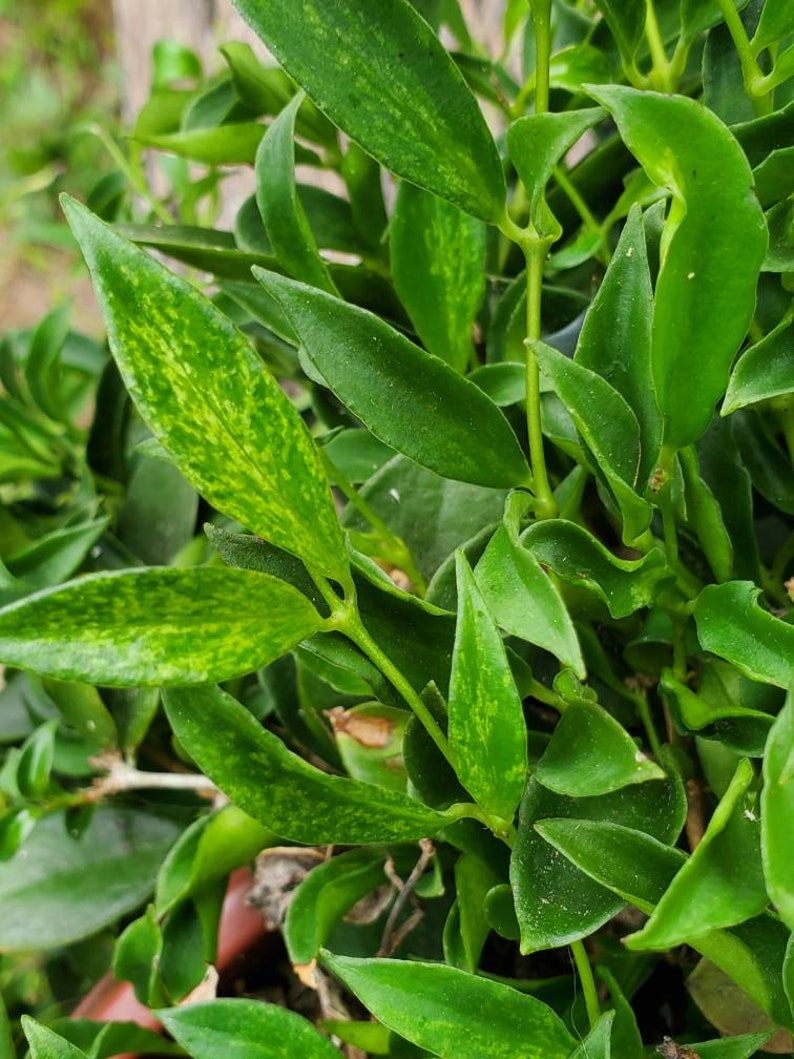 Mini Variegated Lipstick Plant Cutting - Etsy