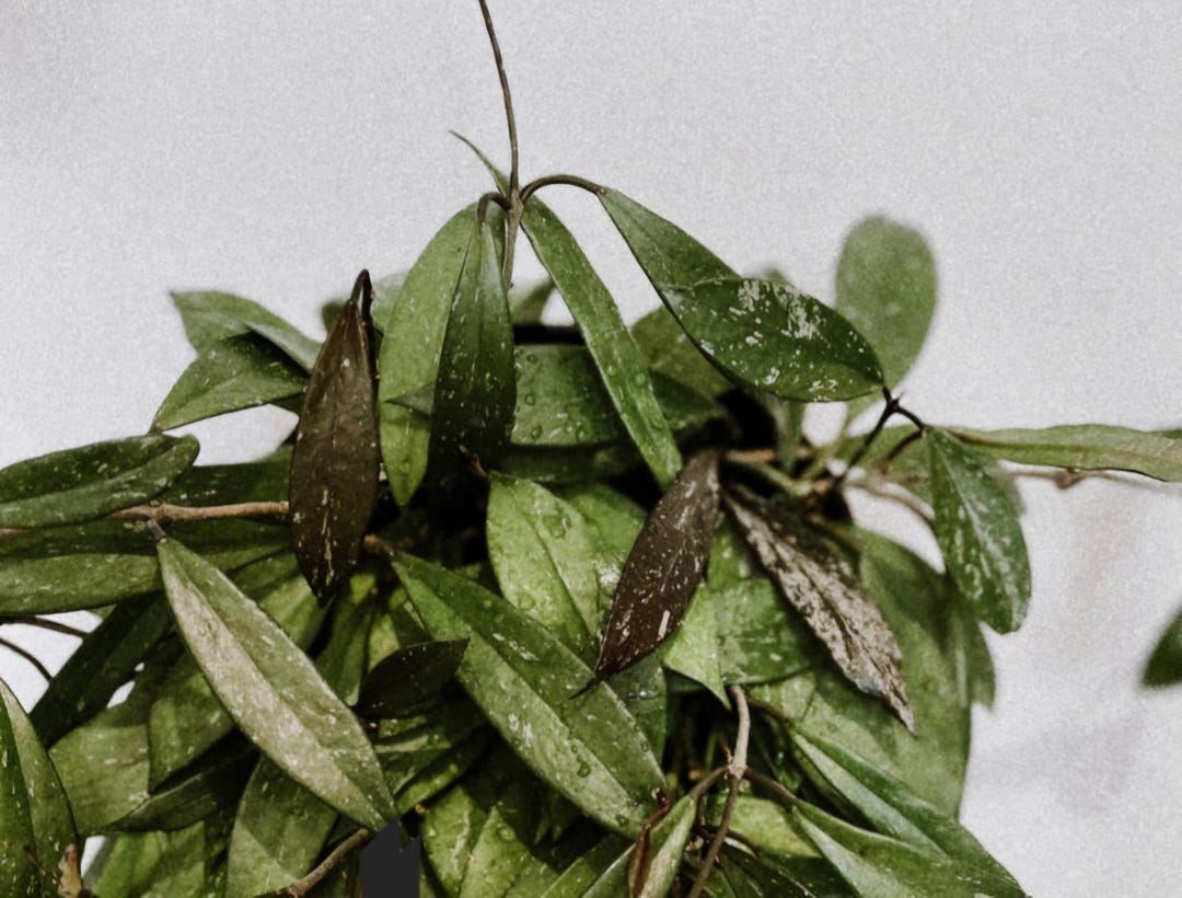 Royal Hawaiian Hoya Cutting - Etsy