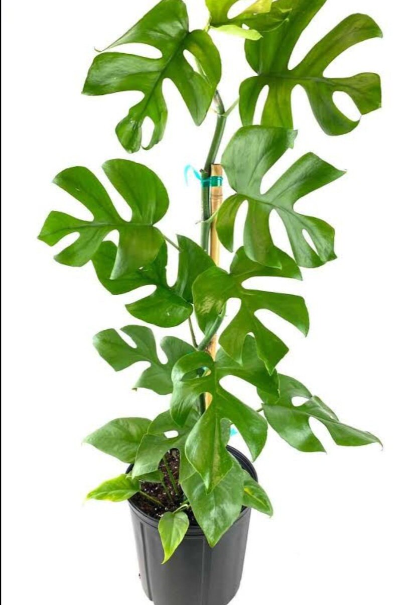 Monstera Ginny Cutting - Etsy