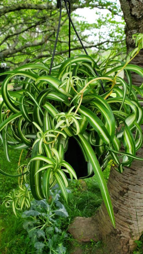 Bonnie Curly Spider Plant Baby variegated - Etsy