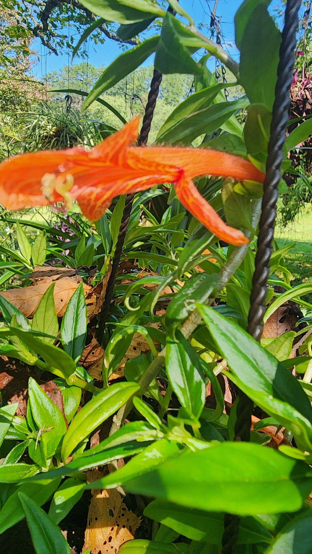 Flying Goldfish Cutting (columnea Gloriosa) - Etsy