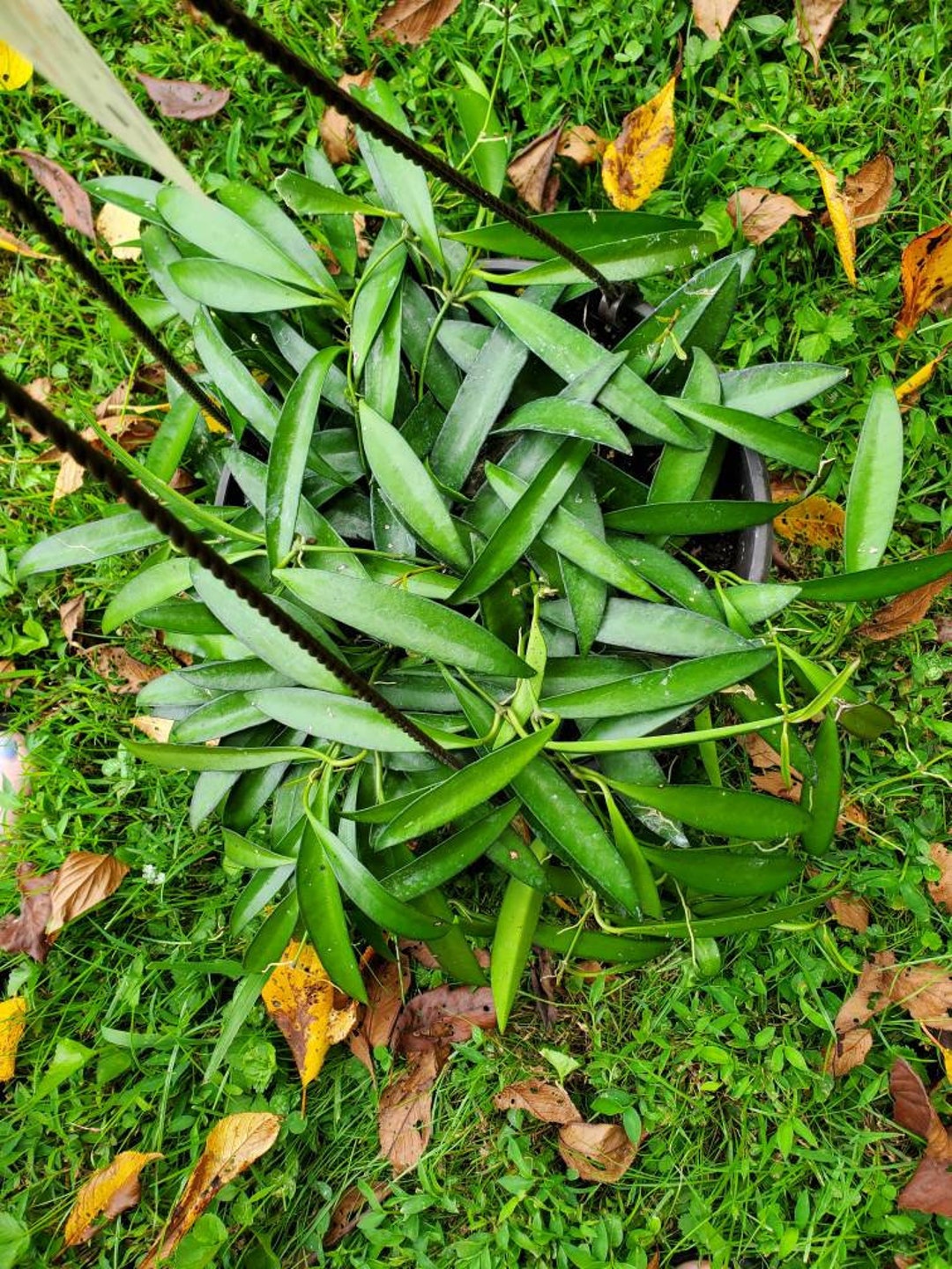 Wayetti Hoya Cutting - Etsy