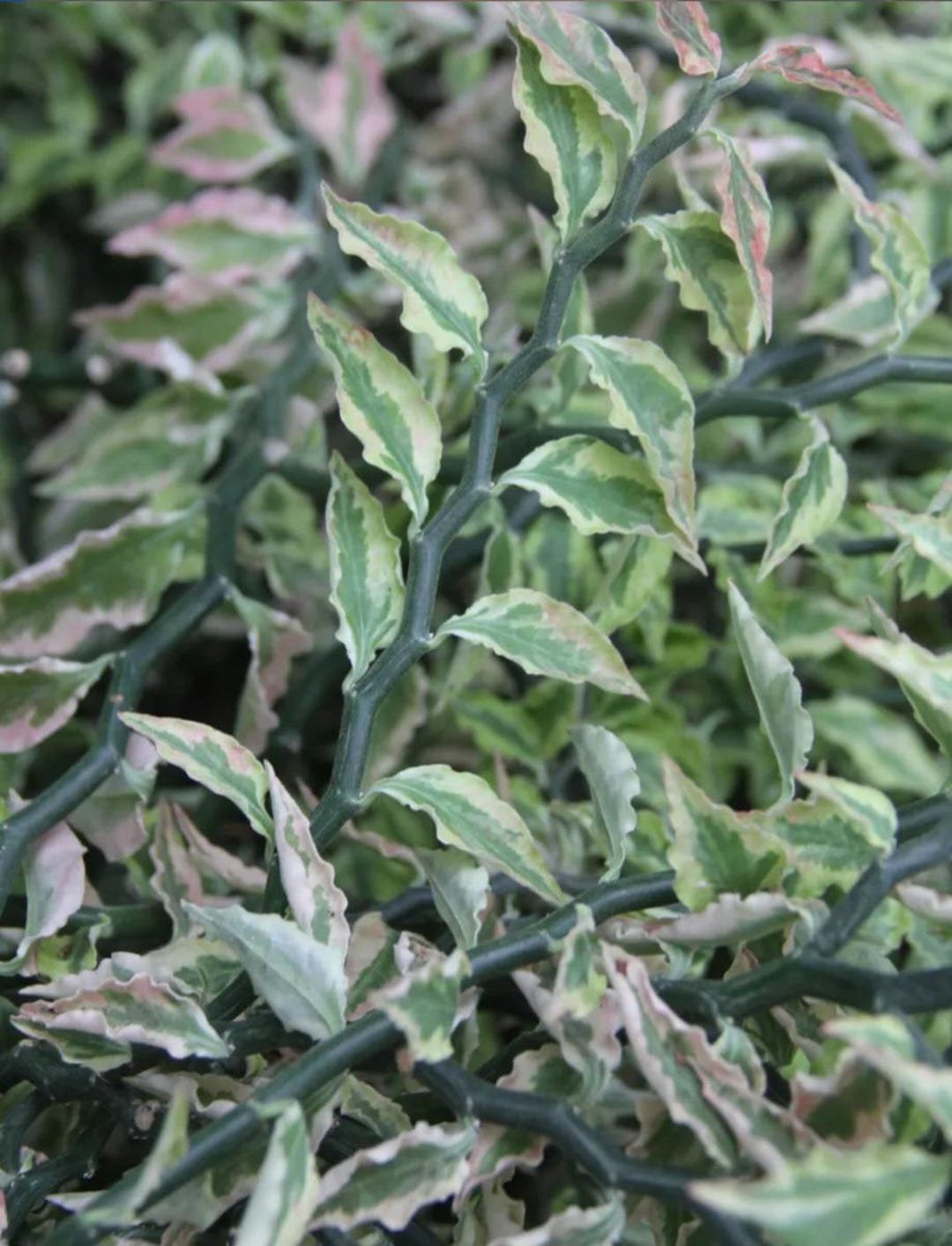 Devils Backbone (variegated) Cutting - Etsy