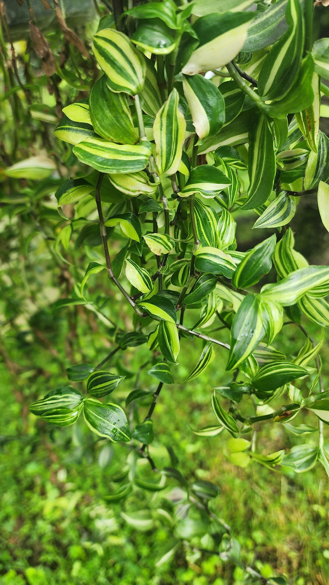Tradescantia Fluminensis Variegata (wandering Gypsy) Cutting - Etsy