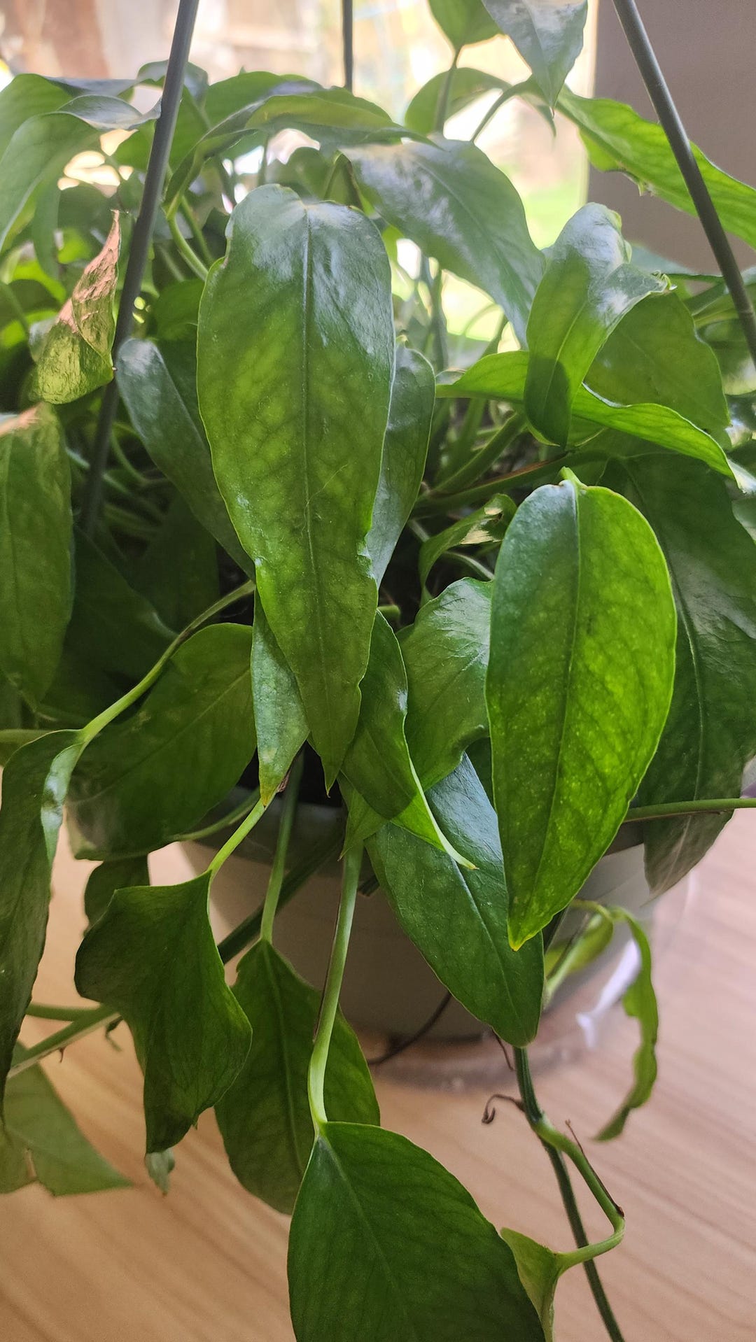 Skeleton Key Pothos Cutting (rare) - Etsy