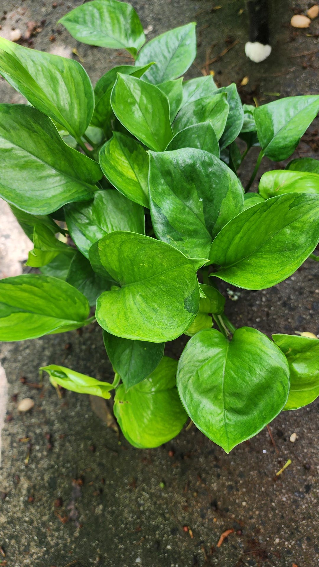 Lemon Top Pothos Cutting (new Variety) - Etsy