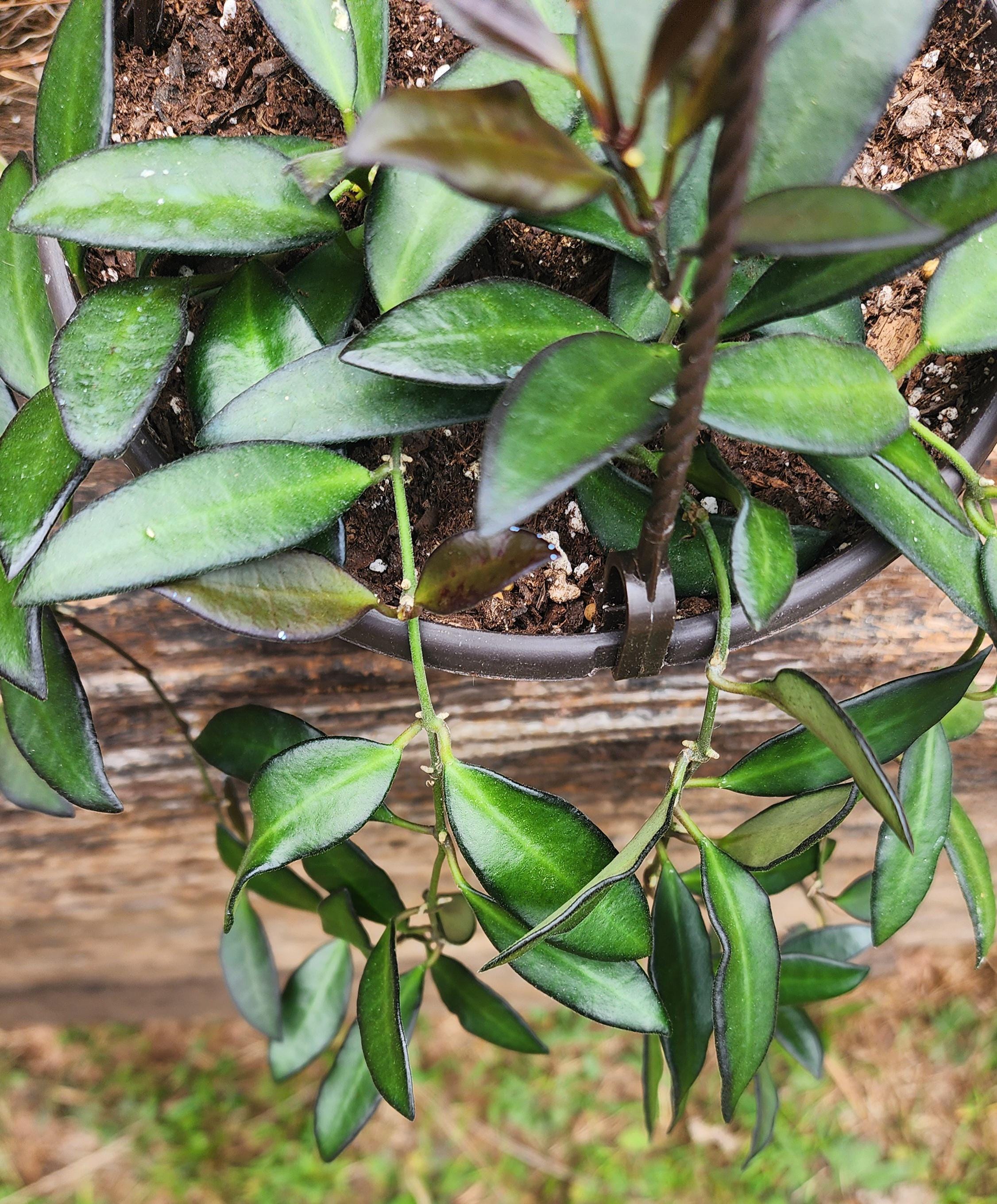 Rosita Adrift Hoya Cutting (rare) - Etsy