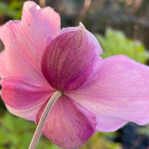 Pink Japanese Anemone Seeds Pink Windflower Seeds Woodland - Etsy
