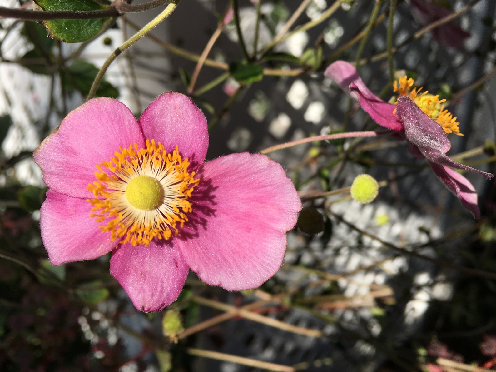 Pink Japanese Anemone Seeds Pink Windflower Seeds Woodland | Etsy