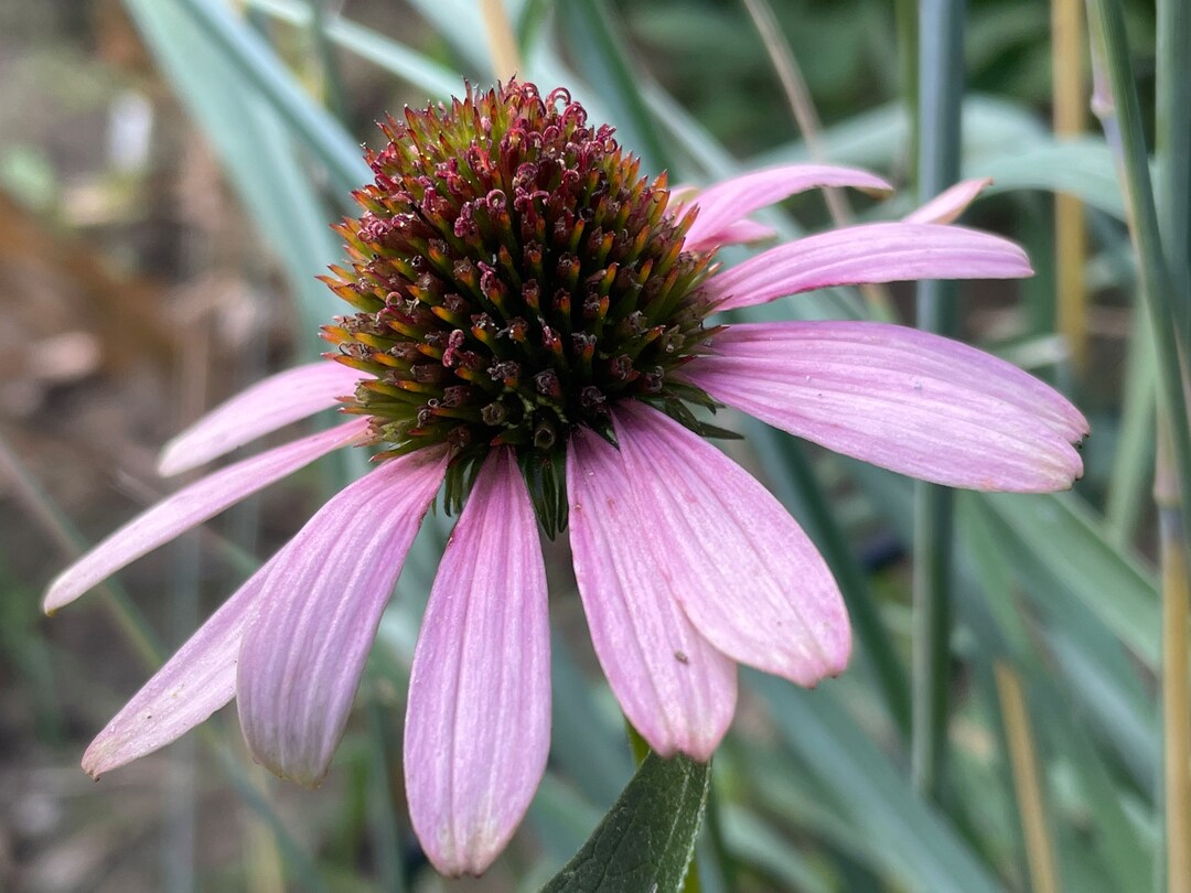 Magnus Coneflower Echinacea Seedheads, Organic Echinacea Seeds, Whole ...