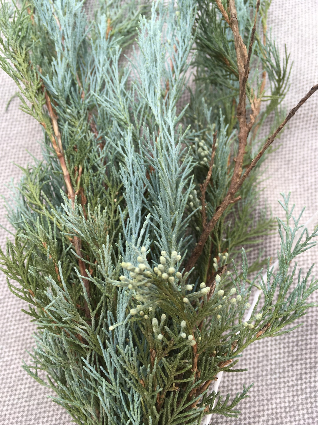 Fresh Real Blue Juniper Bundle, Organic Blue Juniper Herbal Swag ...