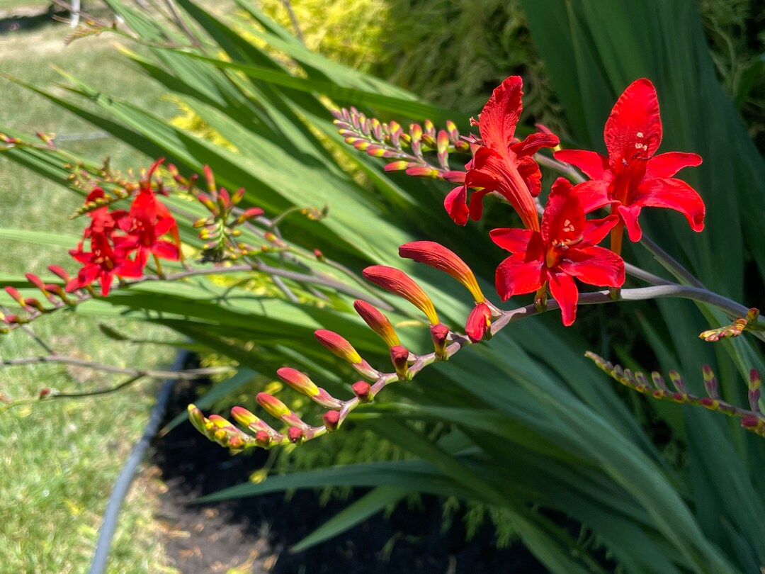 Graines de fleur rouge Lucifer crocosmia, Montbretia rouge, Graines ...