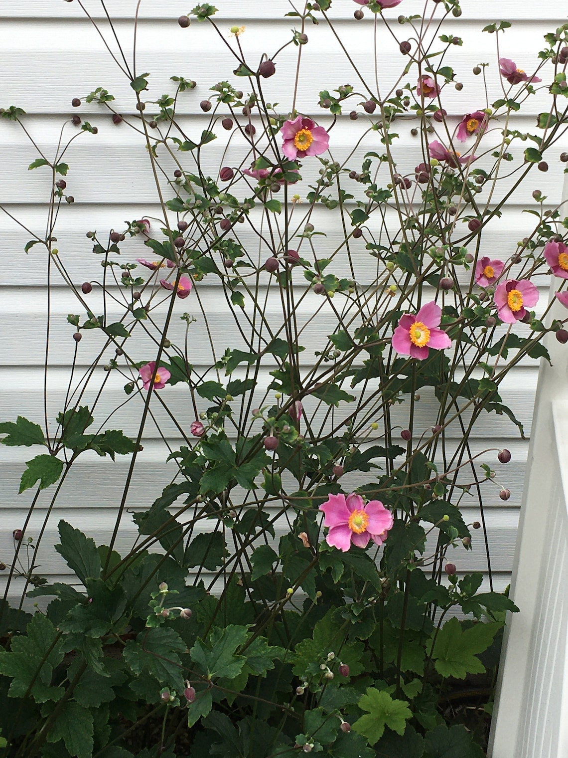 Pink Japanese Anemone Seeds Pink Windflower Seeds Woodland - Etsy