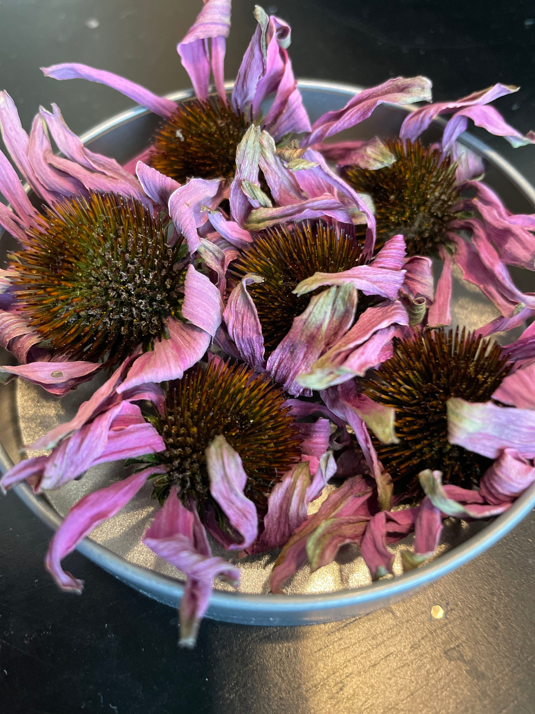 Purple Coneflower Tinctures Home Apothecary Homegrown Whole - Etsy