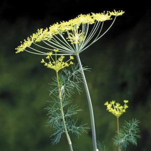 Fernleaf Dill Herb Seeds, Culinary Dill Herb Seeds, Perennial Dill Herb ...