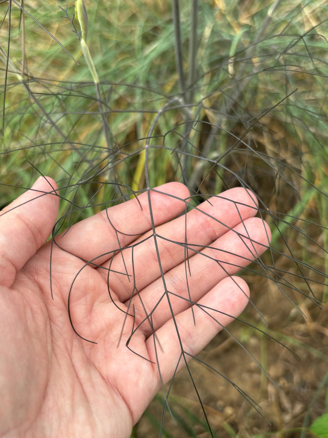 Bronze Fennel Seeds, Organic Fennel Seeds, Pollinator Garden, Native ...