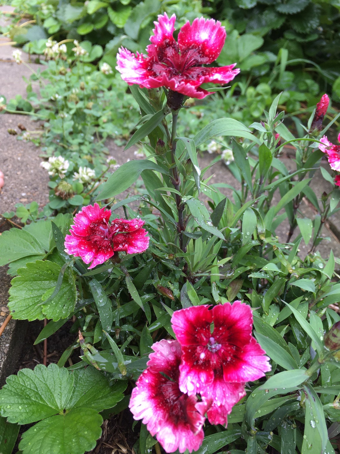 Pink Dianthus Perennial Seed Cheddar Pinks Cottage Garden - Etsy
