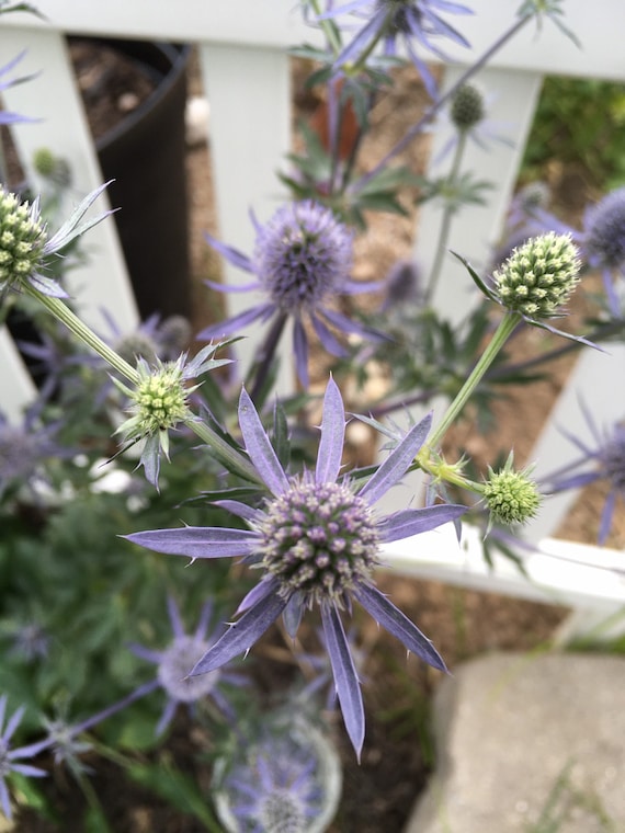 Steel Blue Sea Holly Eryngium 'blue Glitter' Perennial | Etsy