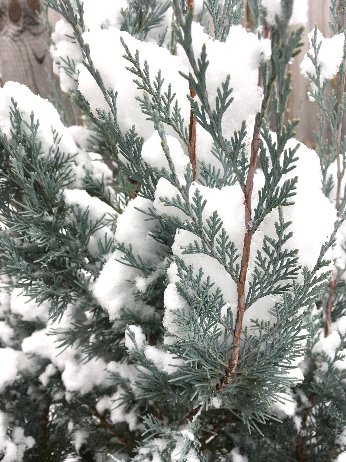 Fresh Real Blue Juniper Bundle Organic Blue Juniper Herbal - Etsy UK