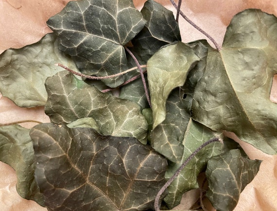 Hedera Helix Leaf
