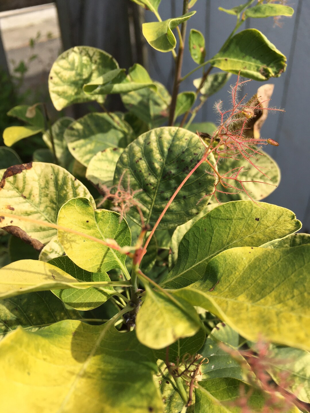 Golden Spirit Smoke Tree Seeds, Yellow Smokebush Seeds, Cotinus ...