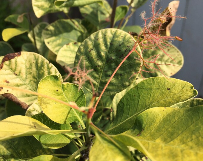 Golden Spirit Smoke Tree Seeds, Yellow Smokebush Seeds, Cotinus ...