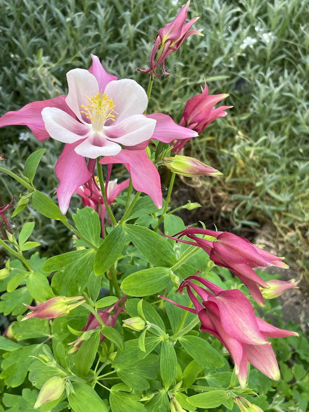 Origami Rose & White Columbine Seeds, Aquilegia Mckana Seeds, Pink ...
