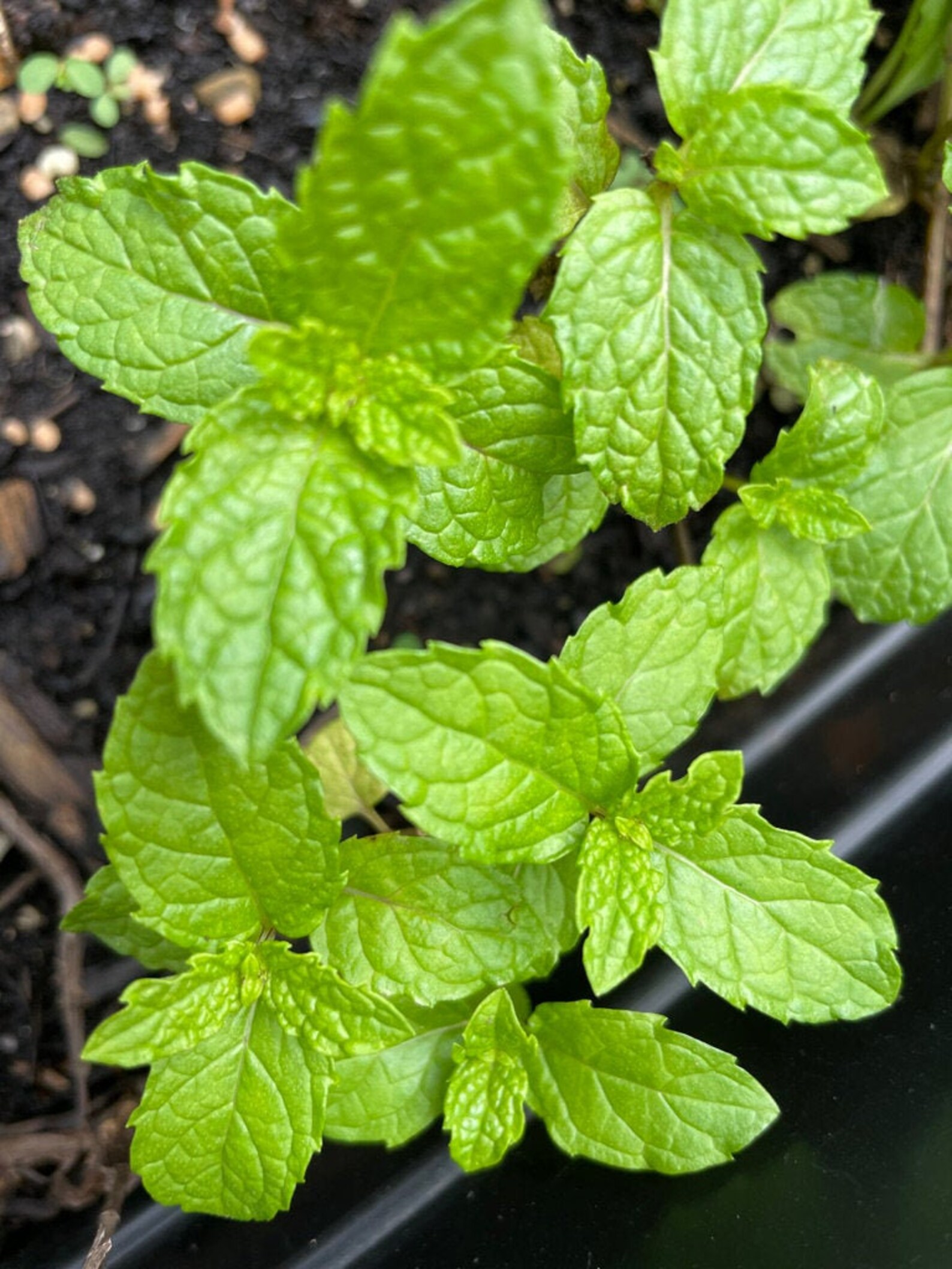 Peppermint Herbal Tea, Mint Infusion, Mint Decoction, Organic ...