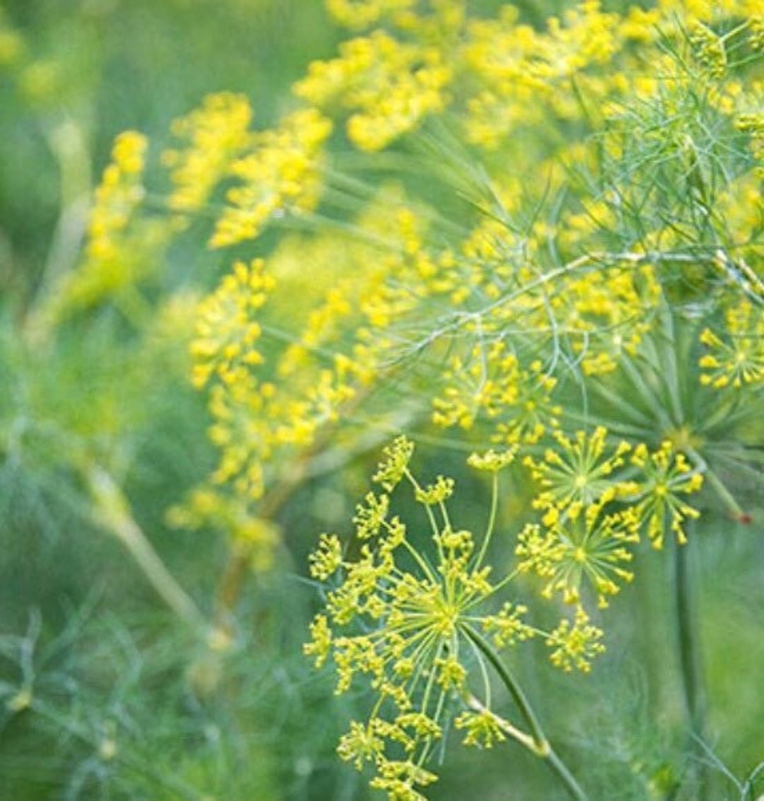 Fernleaf Dill Herb Seeds, Culinary Dill Herb Seeds, Perennial Dill Herb ...