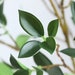 Ficus Microcarpa Branch Real Touch Artificial Faux Plant Home Decor ...