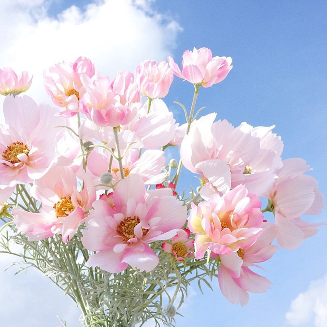 30.3"(overall Length)4 Heads Huge Head Silk Cosmos Stem Artificial Faux ...