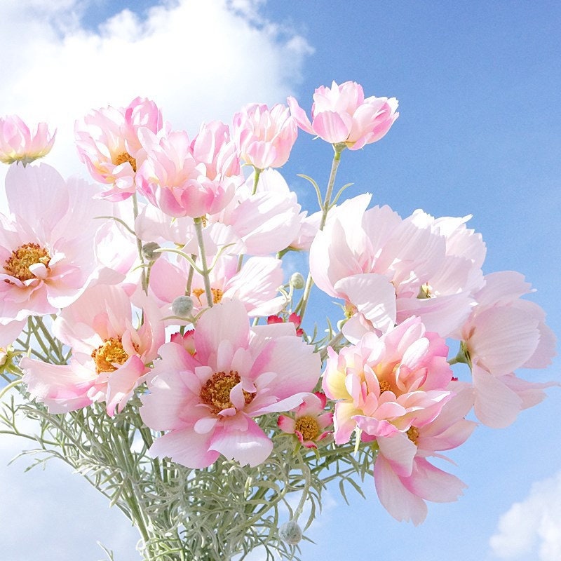 Cosmos Bridal Bouquet - Etsy
